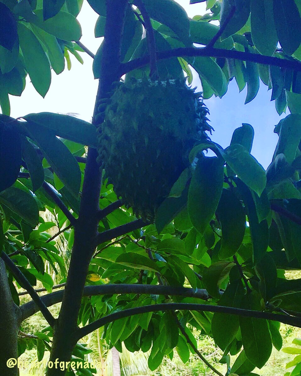 Entering a world of culinary delights – Heart of Grenada