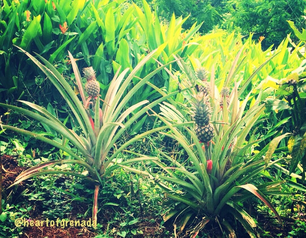 Grenadian flavours – recipes – Heart of Grenada